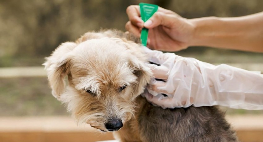 Cum îți protejezi câinele de mușcături de căpușe? - Noi suntem ROLDA si ...